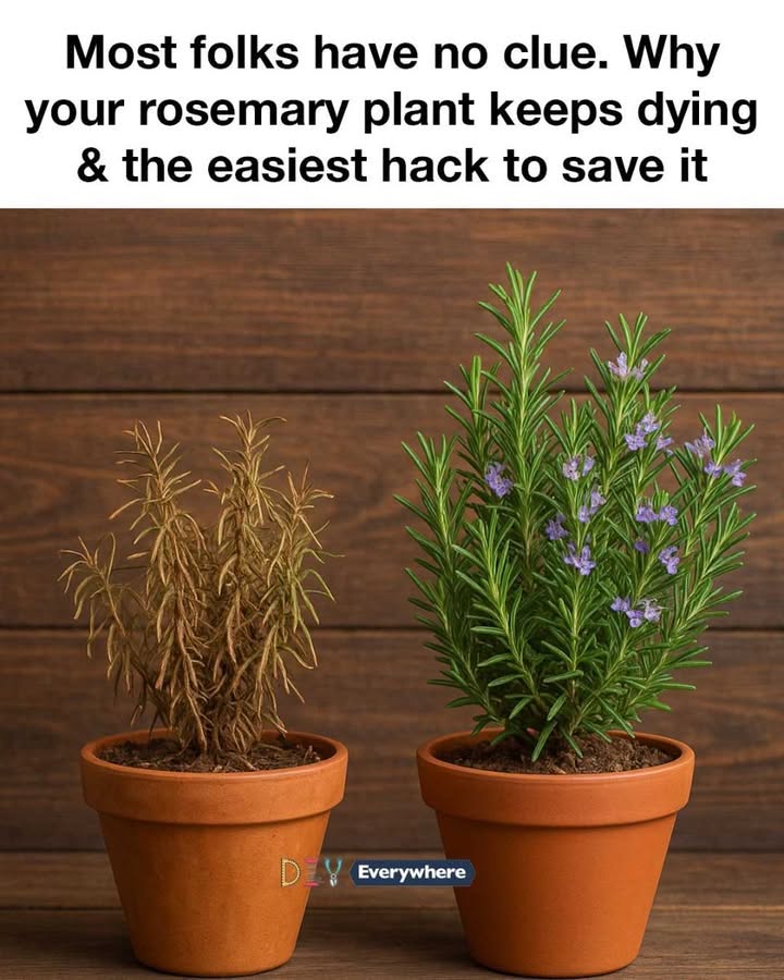 Most folks have no clue. Why your rosemary plant keeps dying & the ...
